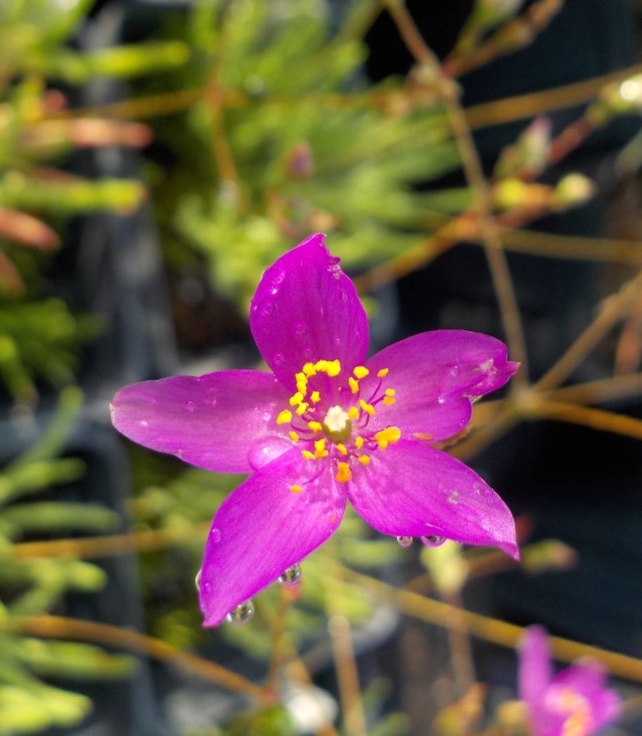 First FOLIO Update: Fameflower Coming Soon - Library Notes