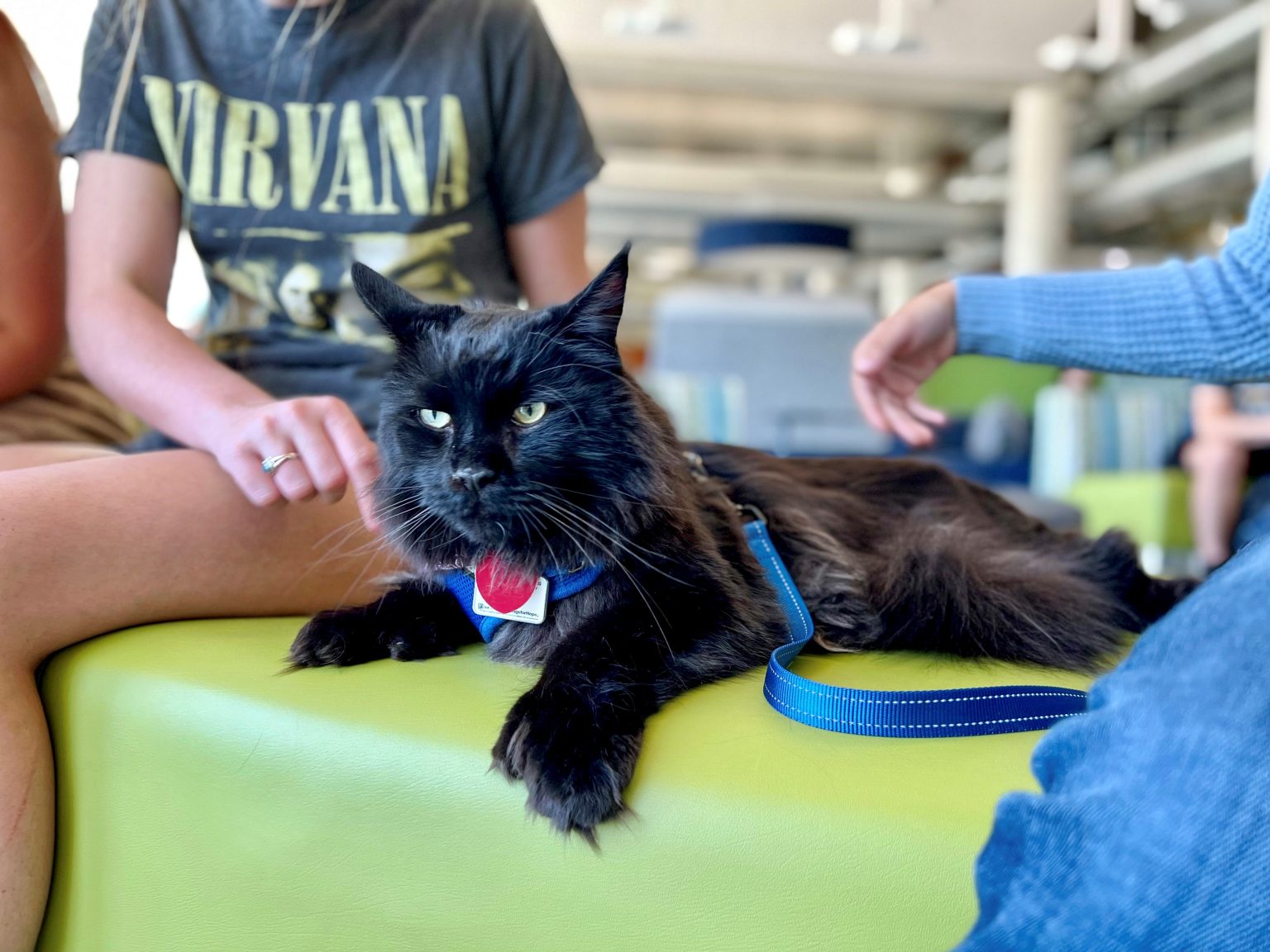 Boris the Pet Therapy Cat Returns to Meyer Library - Library Notes